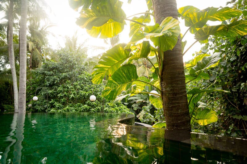 Infinity Pool in a Luxury Hotel in the Jungle of Bali Stock Photo ...