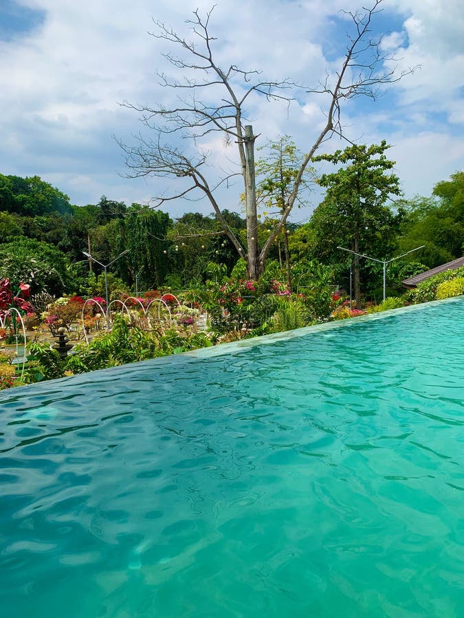 Infinity Pool with Overlooking View of Trees and Flowers Stock Photo ...