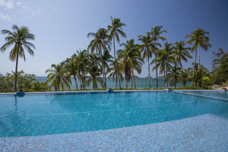 An Infinity Pool among Palms on the Beach Stock Photo - Image of ...