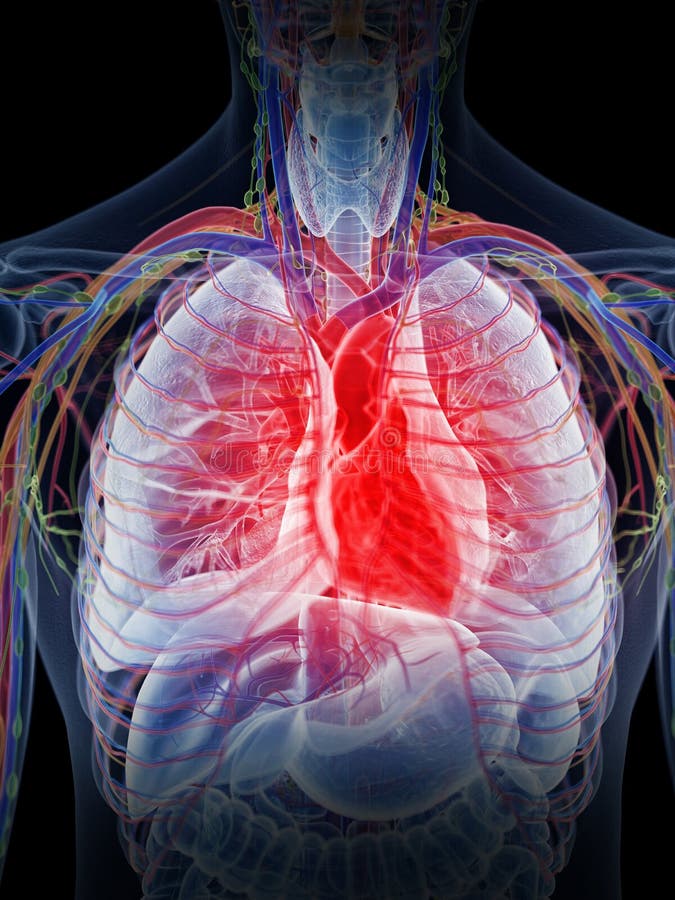 The lymphatic system stock illustration. Illustration of duct - 137359176