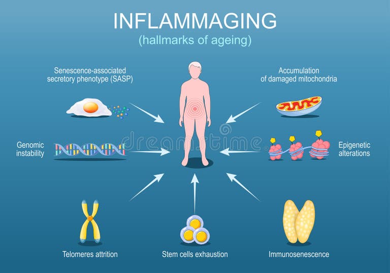 Cytokines Inflammation Stock Illustrations – 212 Cytokines Inflammation ...