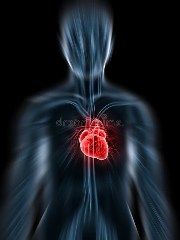 Inflammated heart stock illustration. Illustration of vitals - 7218244