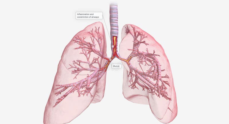Intercostal Muscle Breathing Stock Illustrations – 71 Intercostal ...