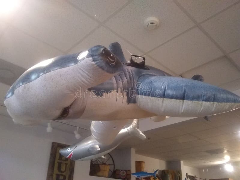 Inflatable Shark Pool Toy Hanging from Cealing of Building Stock Photo ...