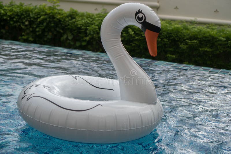 Inflatable White Swan in the Pool Stock Image - Image of float, family ...