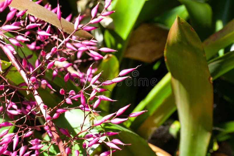 Inflorescence of an Aechmea Spectabilis Stock Photo - Image of blossom ...