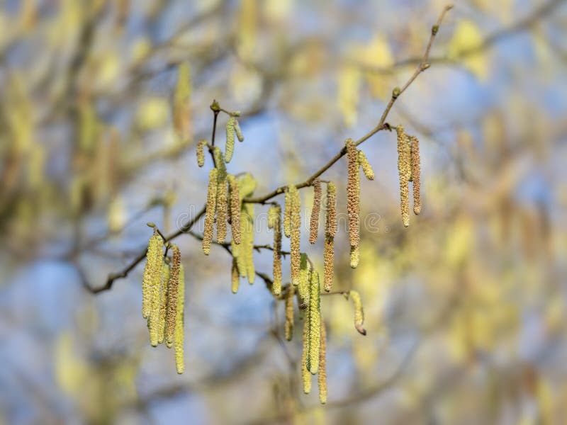 Inflorescence of Alder Tree in Sunny Day Early Spring Stock Photo ...