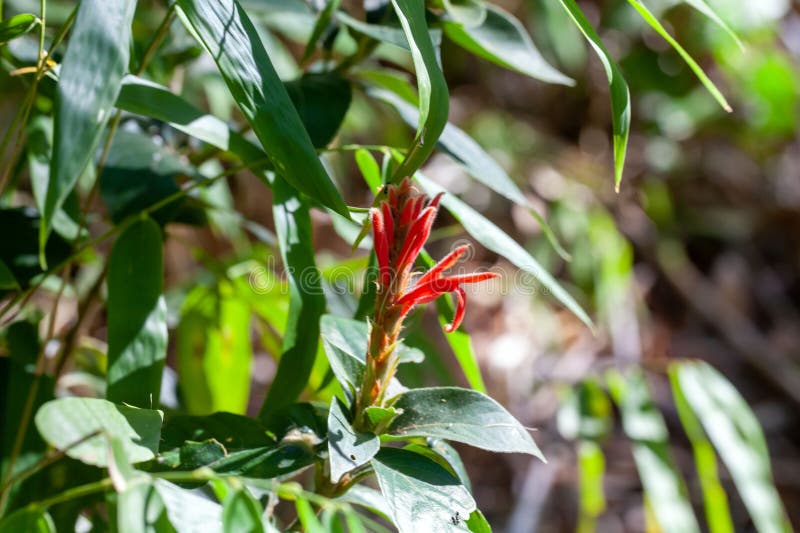 Inflorescence of Aphelandra Scabra Stock Image - Image of green, costa ...