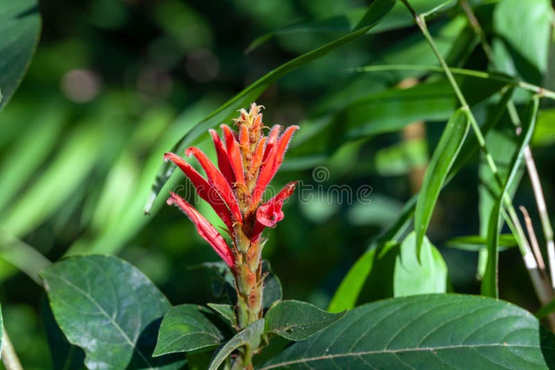 Inflorescence of Aphelandra Scabra Stock Image - Image of bokeh, green ...