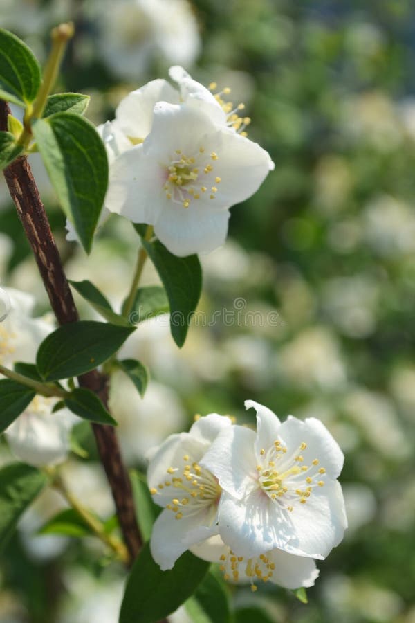 Inflorescence of apple stock photo. Image of natural - 127364502