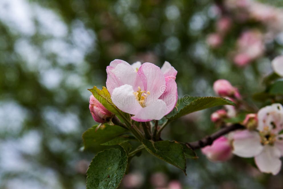 Inflorescence of an apple stock photo. Image of tree - 147628270