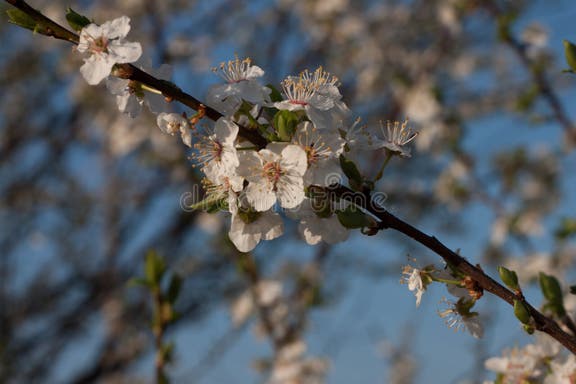 Inflorescence of an apple stock photo. Image of beautiful - 147628636