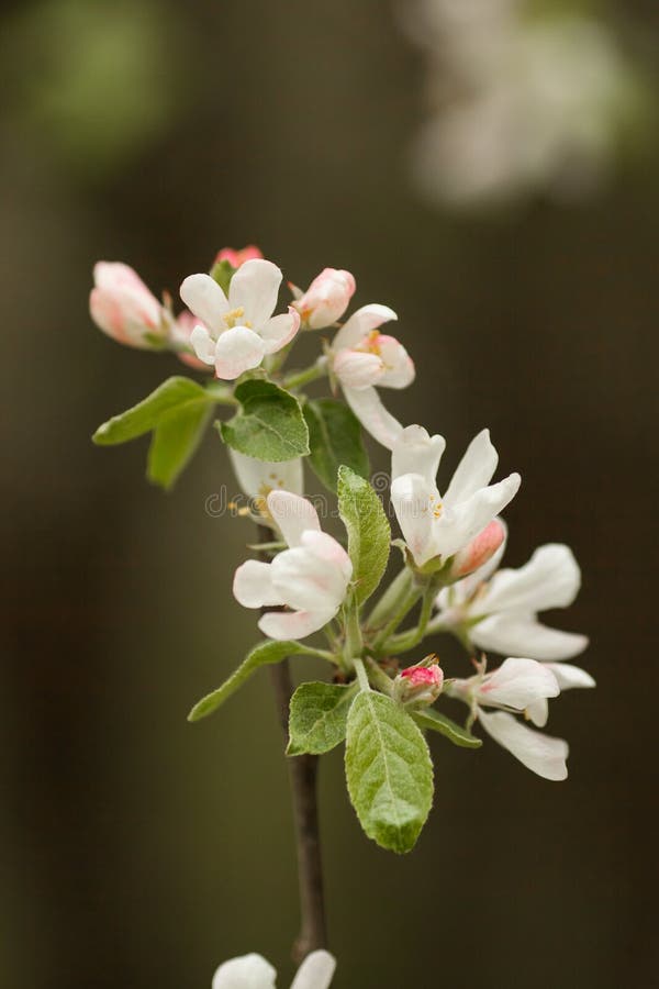 Inflorescence of the Apple Tree in the Spring Stock Photo - Image of ...