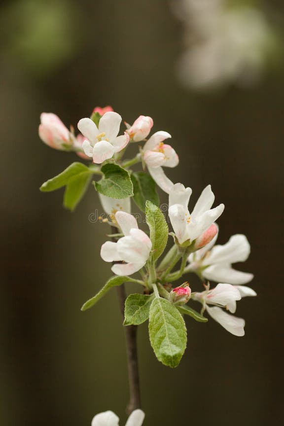 Inflorescence of the Apple Tree in the Spring Stock Photo - Image of ...