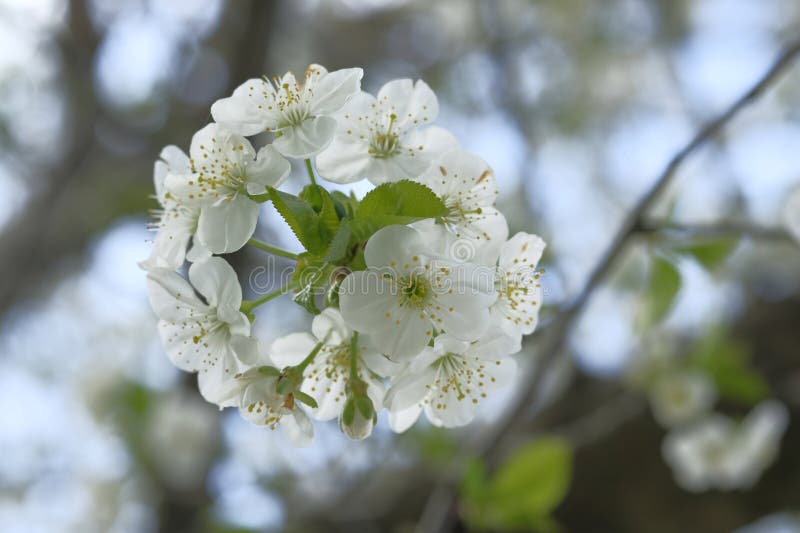 Inflorescence of Apple White Flowers. Globular Inflorescence Stock ...