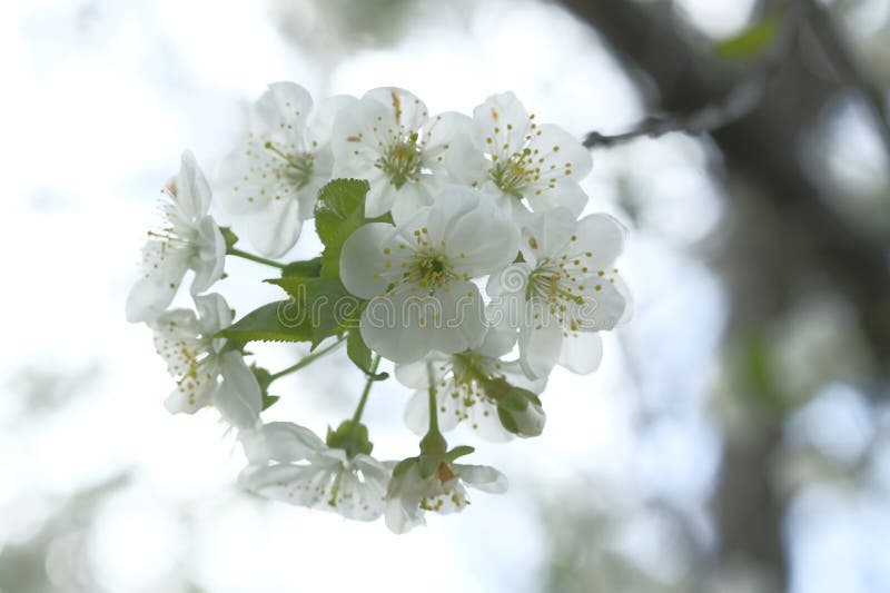 Inflorescence of Apple White Flowers. Globular Inflorescence Stock ...