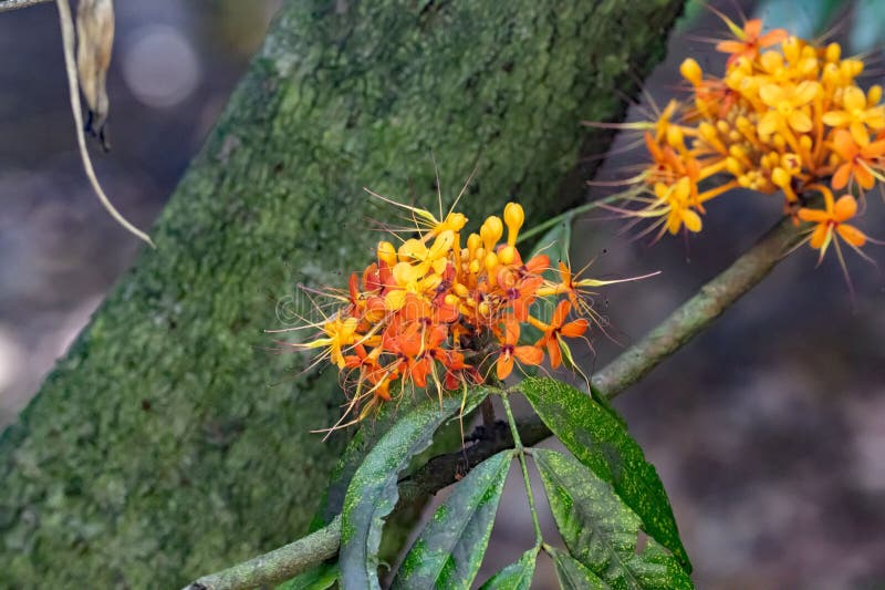 Inflorescence of an Ashoka Tree, Saraca Indica Stock Image - Image of ...