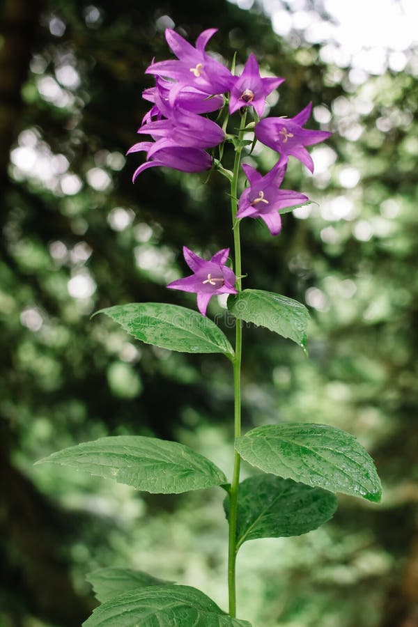Inflorescence Blue Bells on a Green Background Stock Image - Image of ...