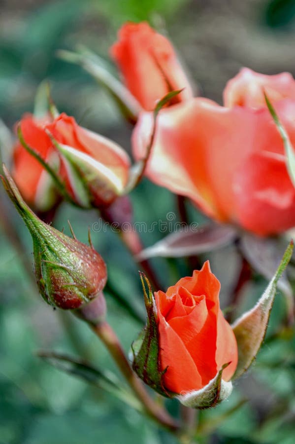Inflorescence of Bright Orange Rose Flowers in the Garden Stock Photo ...