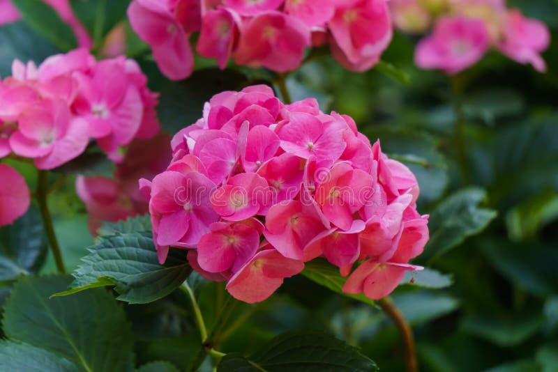 Inflorescence of Bright Pink Hydrangea Flowers in the Garden Stock ...
