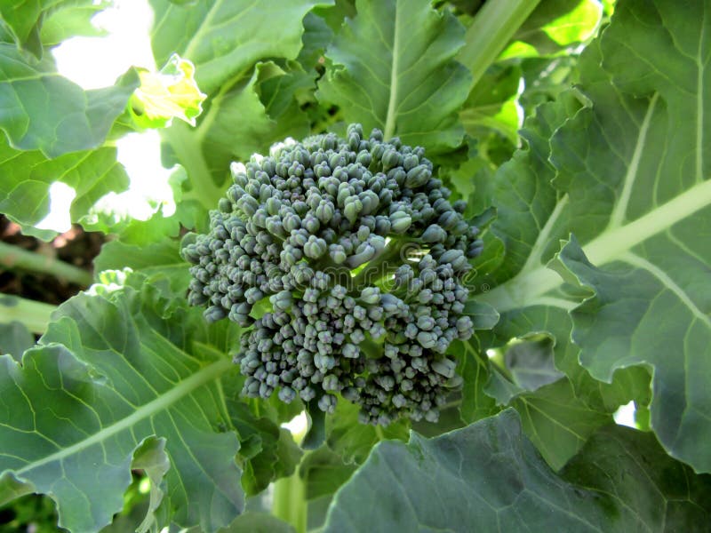 Inflorescence of Broccoli - Brassica Oleracea Stock Photo - Image of ...