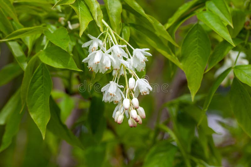 Inflorescence of a Caucasian Bladdernut, Staphylea Colchica Stock Photo ...