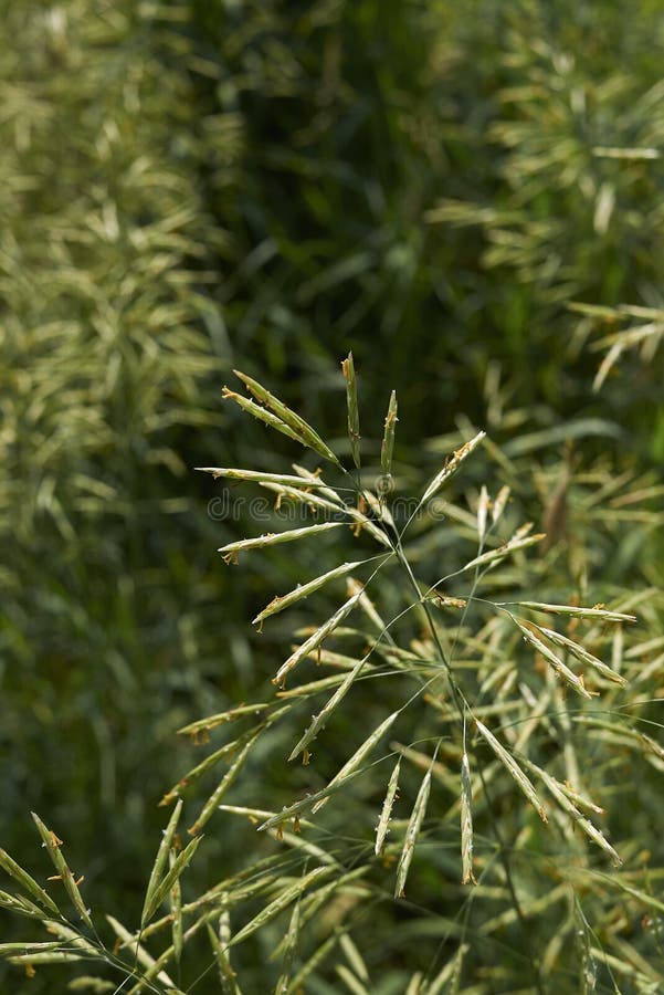Inflorescence Close Up of Bromus Inermis Stock Photo - Image of natural ...