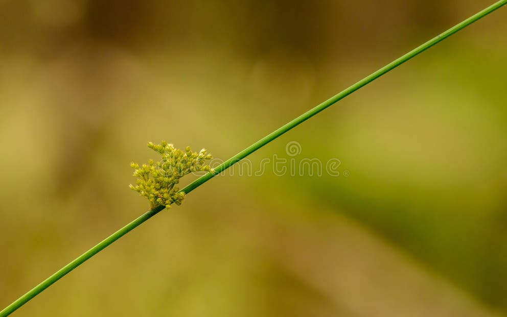 Inflorescence of Common Rush or Soft Rush Grass Reed Juncus Effusus ...
