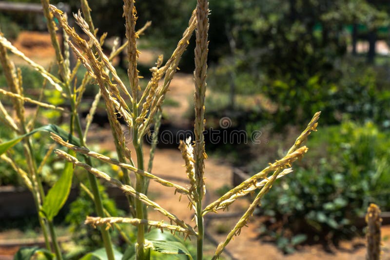 Inflorescence at Corn Plantation Stock Photo - Image of inflorescence ...