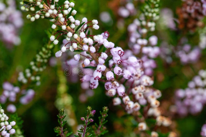 Inflorescence of Cornish Heath, Erica Vagans Stock Image - Image of ...