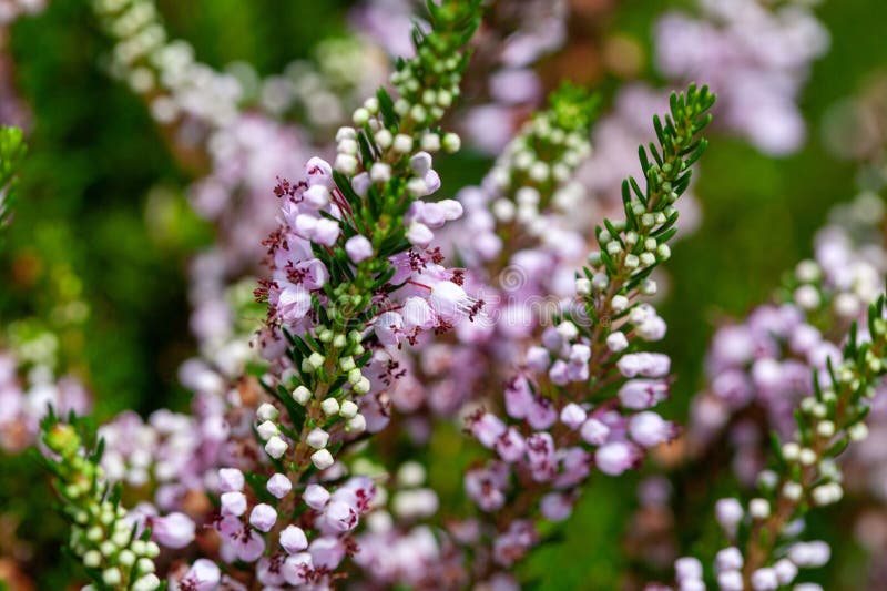 Inflorescence of Cornish Heath, Erica Vagans Stock Image - Image of ...