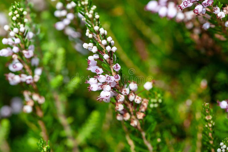 Inflorescence of Cornish Heath, Erica Vagans Stock Image - Image of ...
