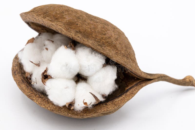 Inflorescence cotton fruit stock photo. Image of animal - 260539018