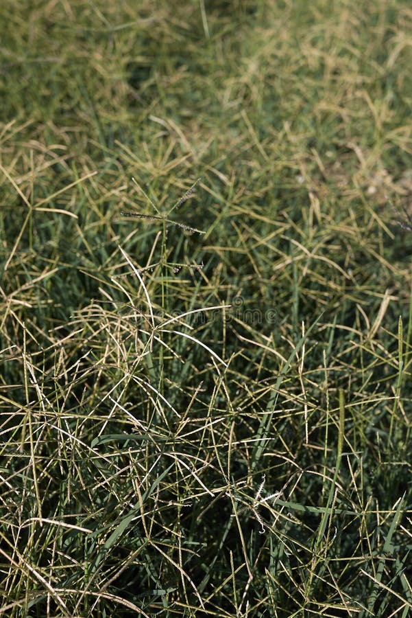 Cynodon Dactylon, Known As Bermuda Grass, Dhoob, Durva Grass, Ethana ...