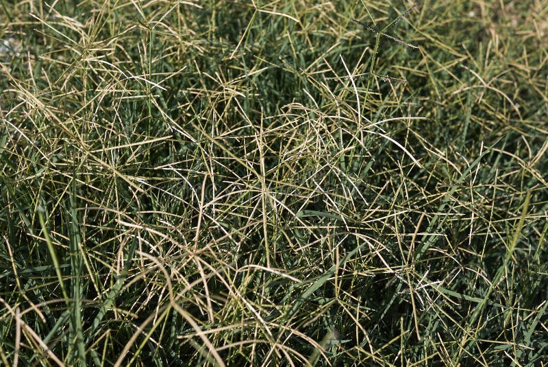 Cynodon dactylon plants stock photo. Image of bloom - 132275522