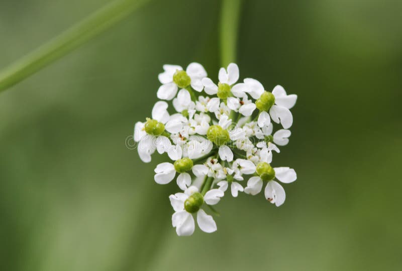 Inflorescence D'un Maculatum De Conium De Cigûe Ou De Poison D'herbe ...