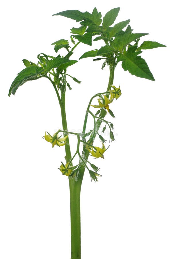 Inflorescence de tomate photo stock. Image du vapeur - 32699926