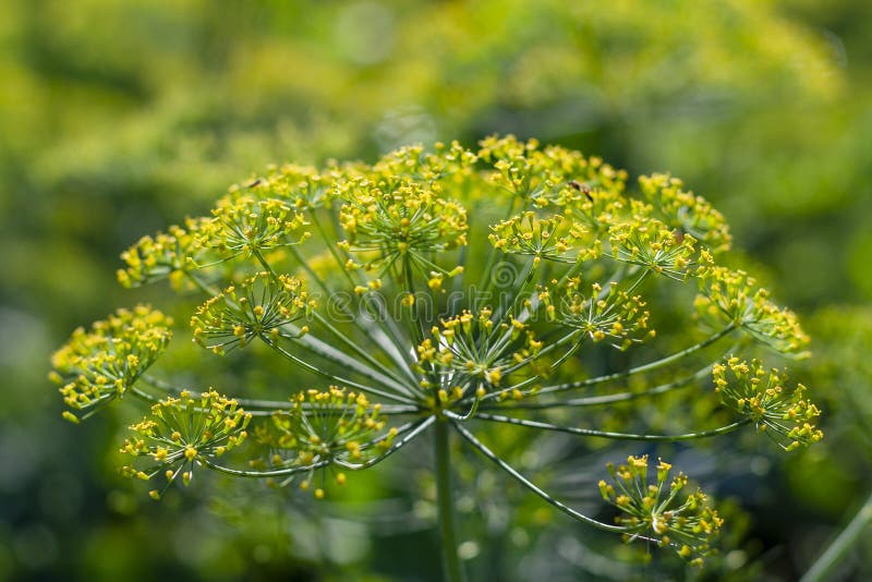 Ripe dill in the garden. stock photo. Image of garden - 125348032