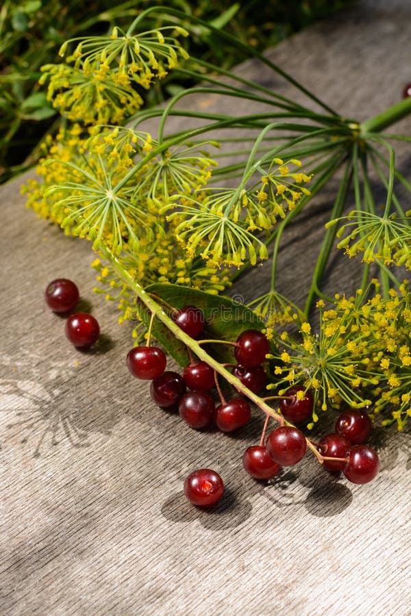 Inflorescence Dill and Red Bird-cherry Tree Stock Image - Image of ...