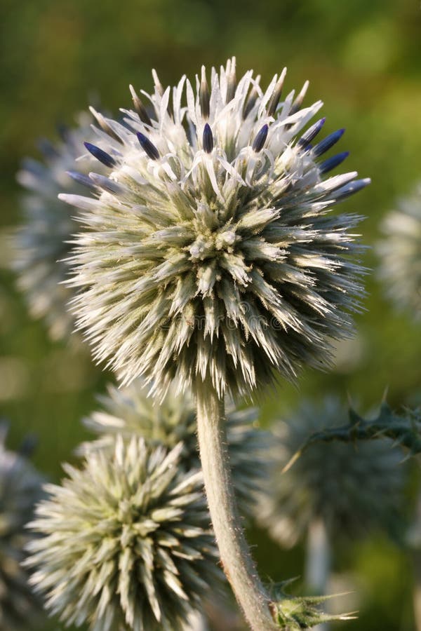 Inflorescence Echinops Closeup Vertical Stock Image - Image of petal ...