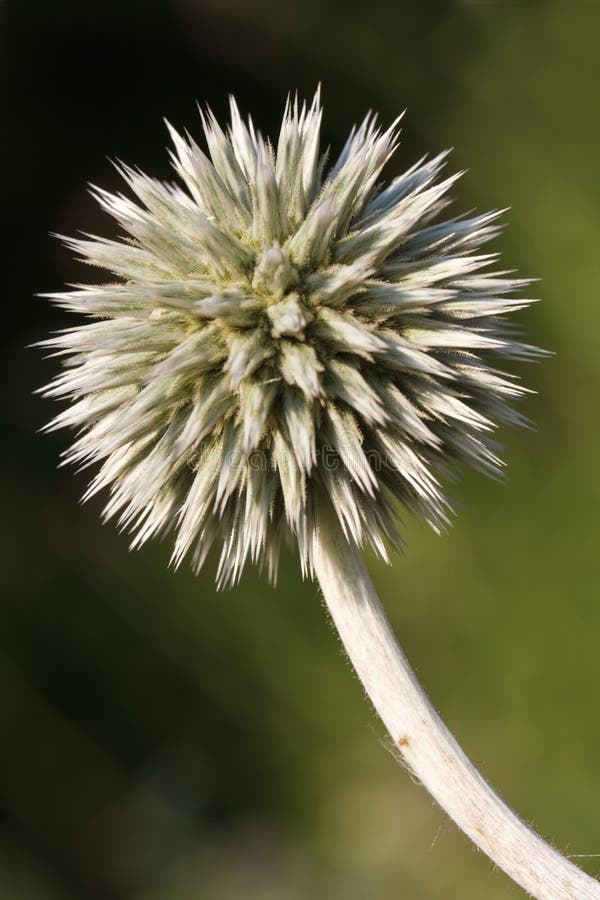 Inflorescence Echinops Vertical Close Up Stock Image - Image of bright ...