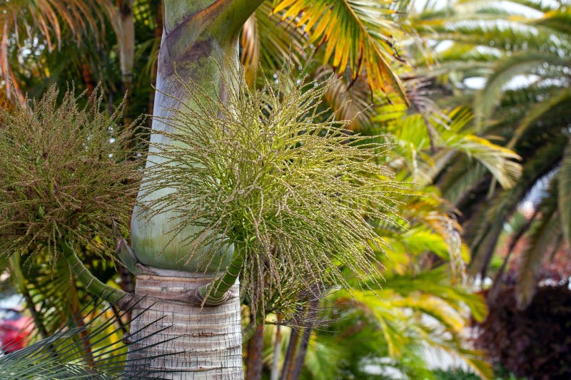 Inflorescence of a Florida Royal Palm, Roystonea Regia Stock Photo ...