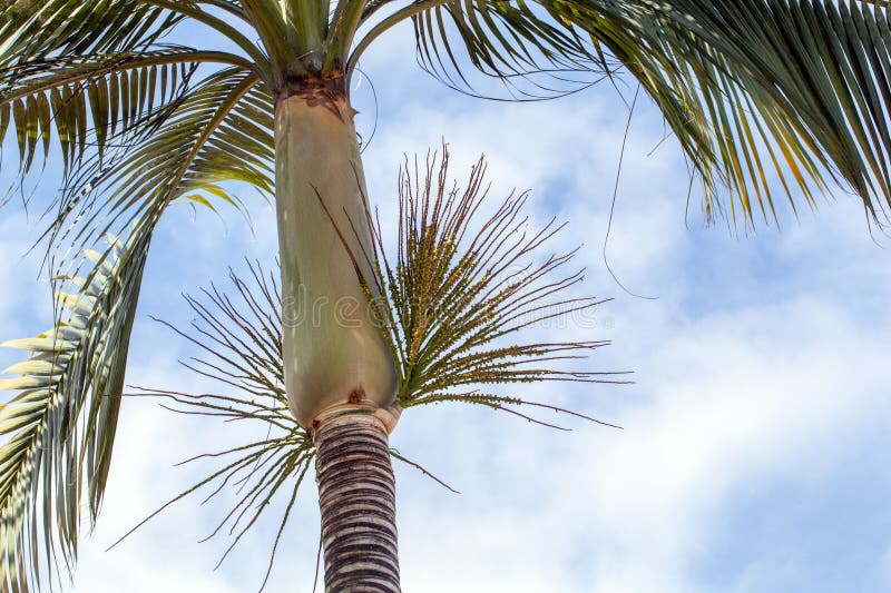 Inflorescence of a Florida Royal Palm, Roystonea Regia Stock Image ...