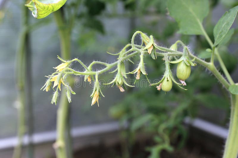 Flowers from a Tomato Plant with Pests Crawling on Them in a Home ...