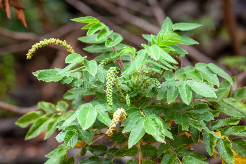 Inflorescence and Foliage of Bencomia Caudata Stock Photo - Image of ...