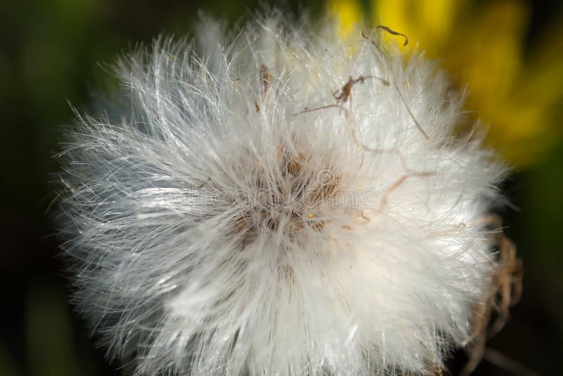 Inflorescence of a Forest Dandelion Stock Photo - Image of blossom ...
