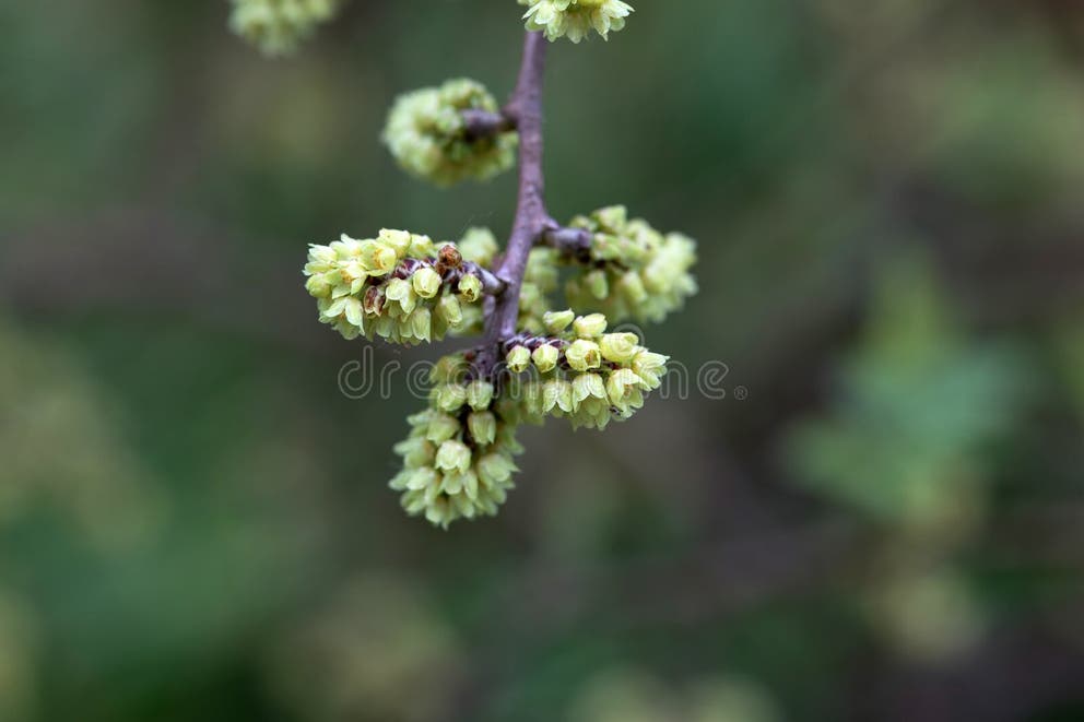 Inflorescence of a Fragrant Sumac, Rhus Aromatica Stock Image - Image ...