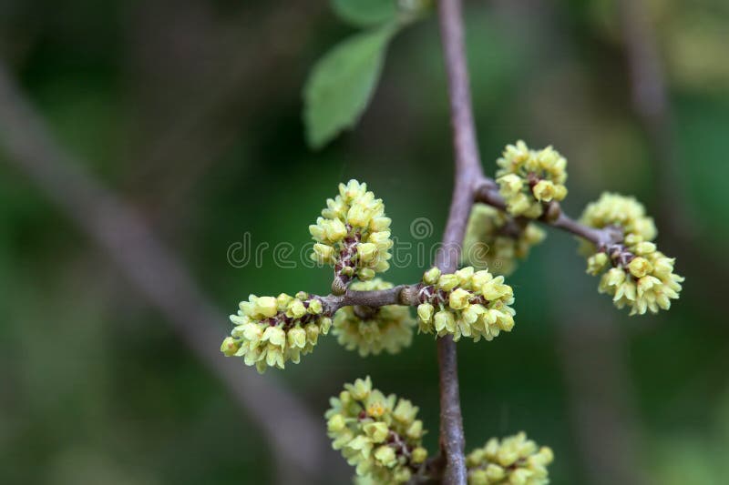 Inflorescence of a Fragrant Sumac, Rhus Aromatica Stock Image - Image ...