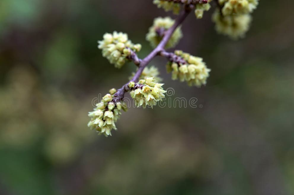 Inflorescence of a Fragrant Sumac, Rhus Aromatica Stock Image - Image ...