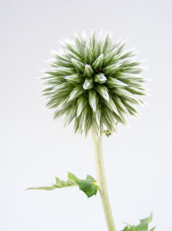 Inflorescence of a Globe Thistle Stock Image - Image of spherical ...